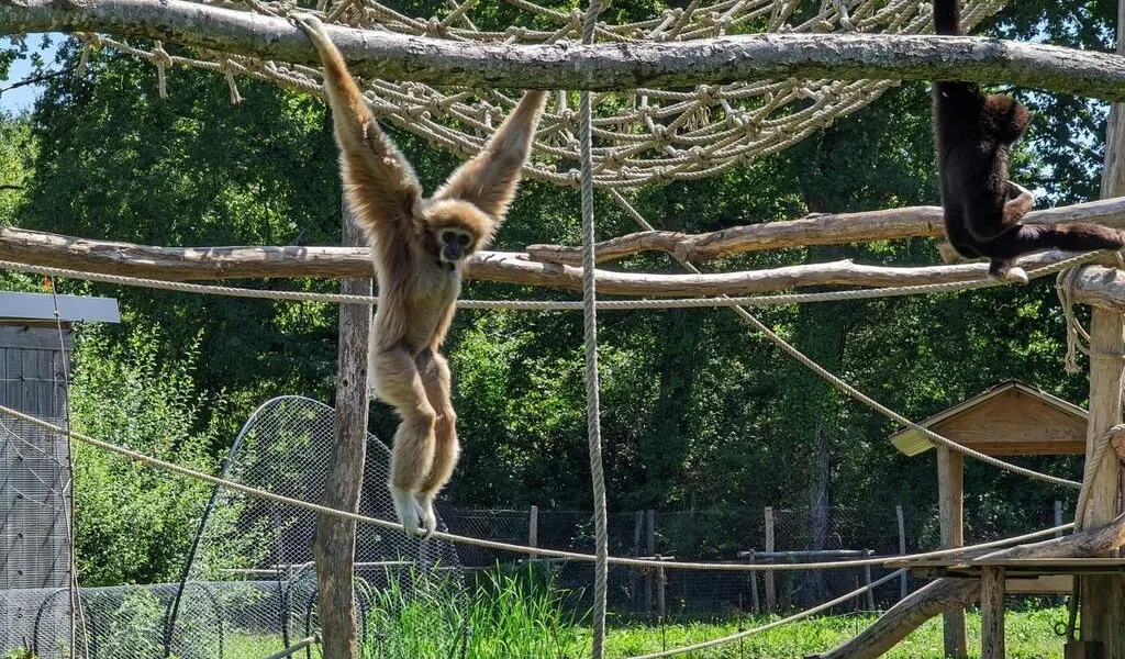 Spay. Au zoo, les gibbons sont à l’honneur tous les jours - Le Mans ...