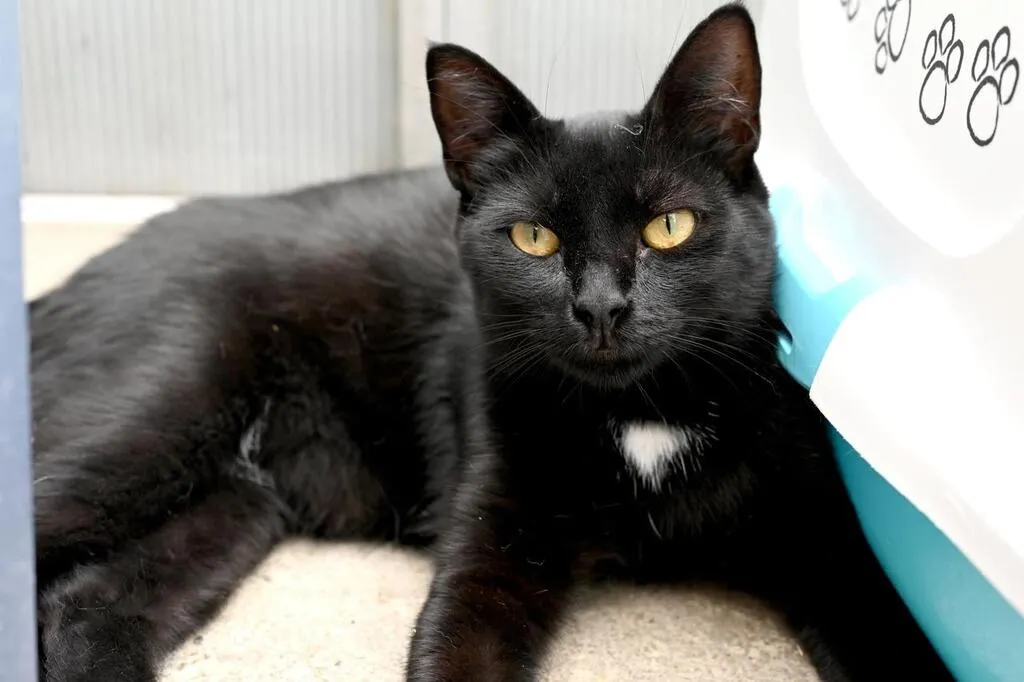 Près d’Alençon. Qui veut adopter un chat ? Texas vous attend au Refuge ...