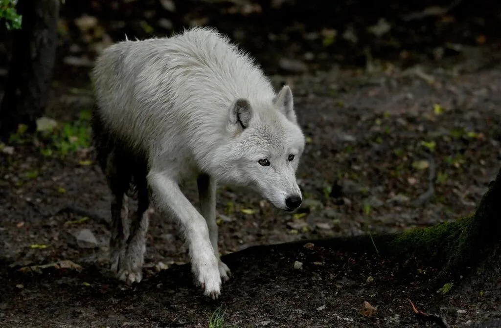 Une louve s’échappe et se balade dans la forêt de Brocéliande, en ...