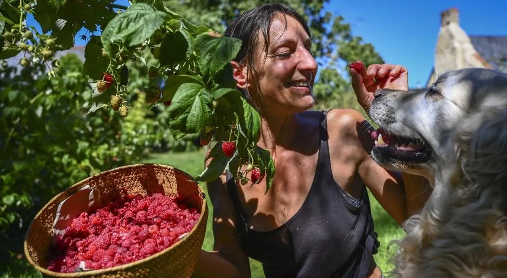 Mieux manger, mieux vivre. La framboise, pépite gourmande - Le Mans ...