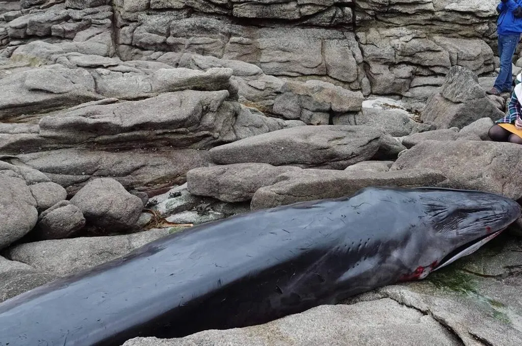 Une dizaine de rorquals se sont échoués sur les côtes du Finistère ...