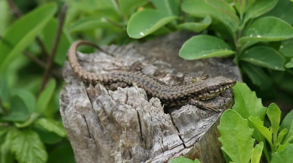 Mamers. D’inquiétantes plantes et bestioles à découvrir - Le Mans ...