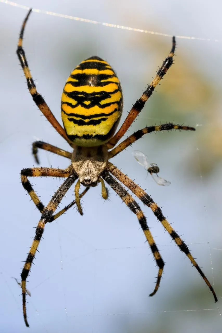 EN IMAGES. En photographiant des araignées, Éric Fernandez est passé du ...