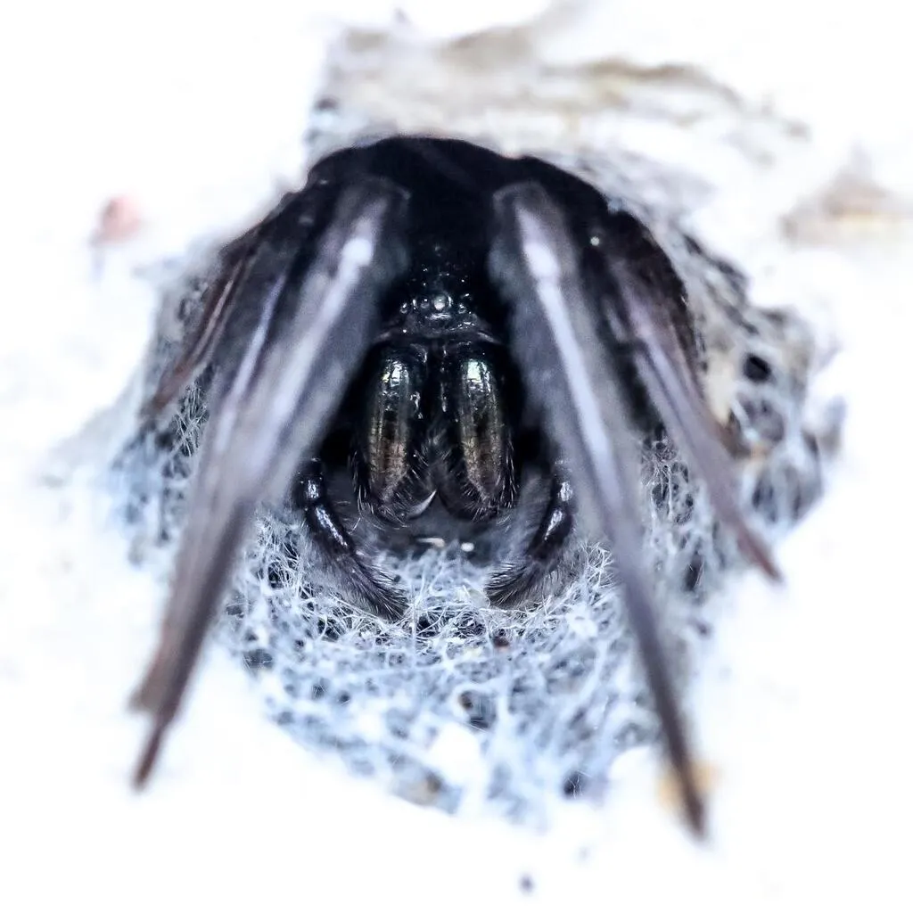 EN IMAGES. En photographiant des araignées, Éric Fernandez est passé du ...