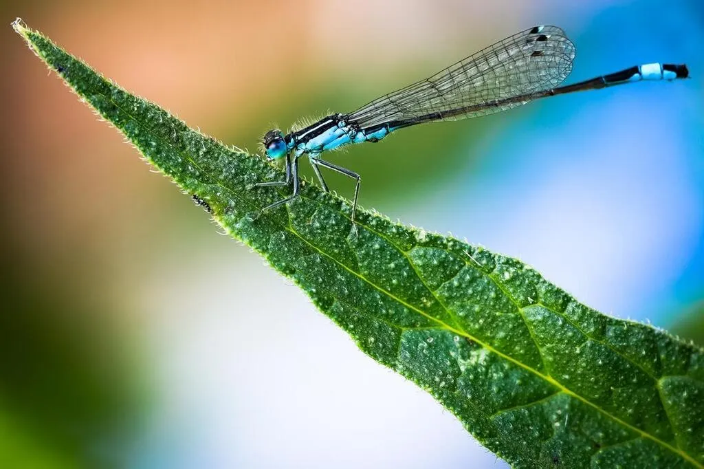 EN IMAGES. En photographiant des araignées, Éric Fernandez est passé du ...