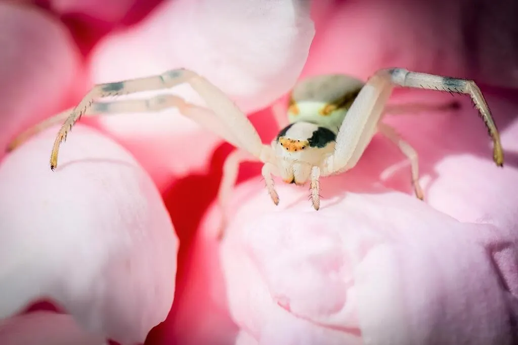 EN IMAGES. En photographiant des araignées, Éric Fernandez est passé du ...