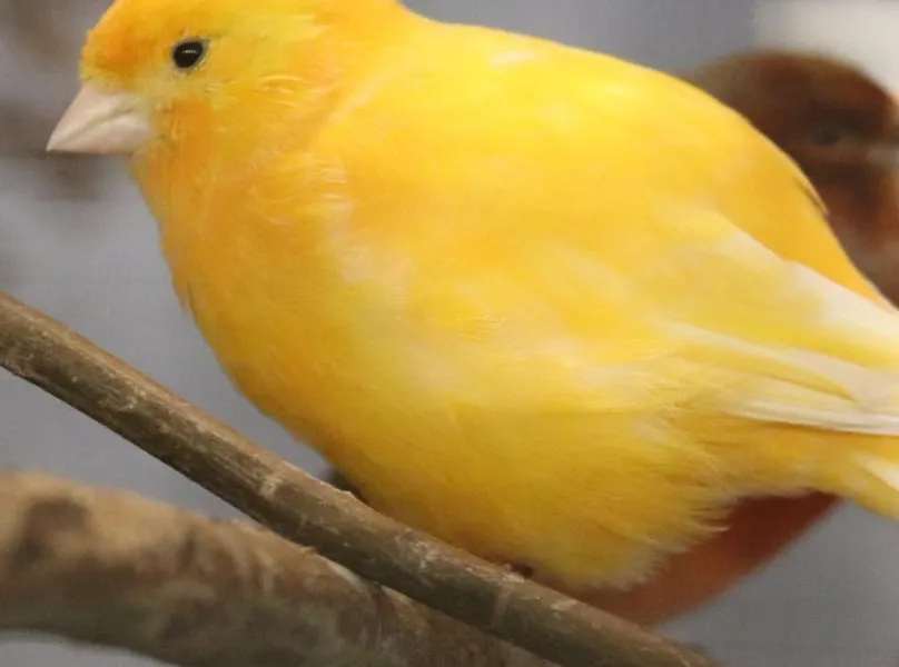 Saint-Léger-les-Vignes. Une bourse aux oiseaux pour l’OCPH - Nantes ...