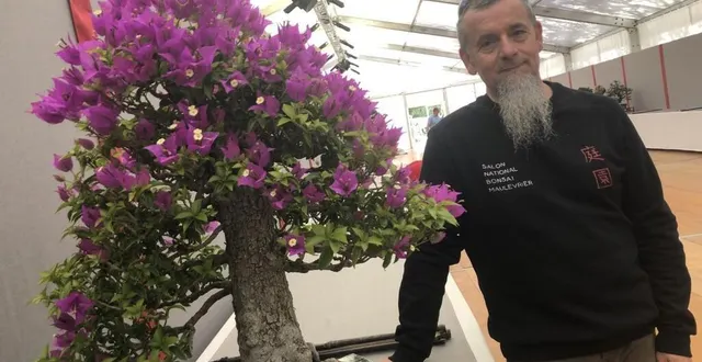 Cholet. David Jamet : « Un bonsaï, c’est une philosophie et une émotion ...