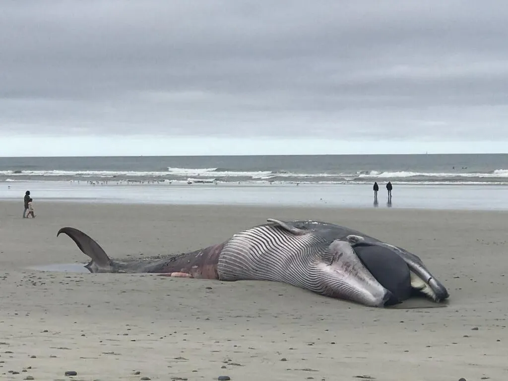 REPORTAGE. « L’animal est fabuleux, il fascine » : le rorqual échoué en ...
