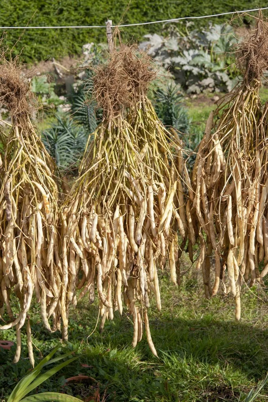 Pourquoi plume-t-on le coco de Paimpol ? Six questions sur ce légume de ...