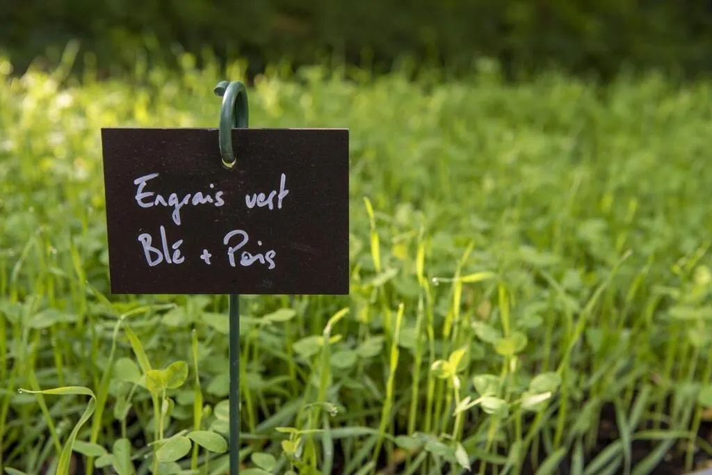 Engrais verts, haies écologiques et petites bêtes : nos conseils pour ...