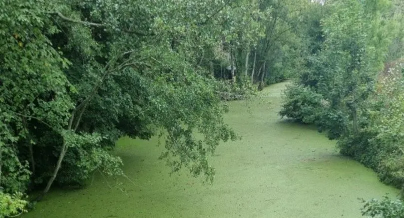 Alençon. Pourquoi la Sarthe est-elle entièrement verte à la Fuie des ...