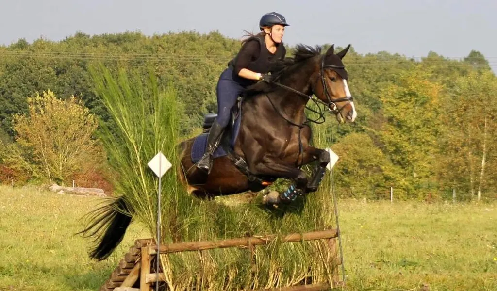 Goven. 150 cavaliers attendus aux écuries de la Muserolle - Rennes ...