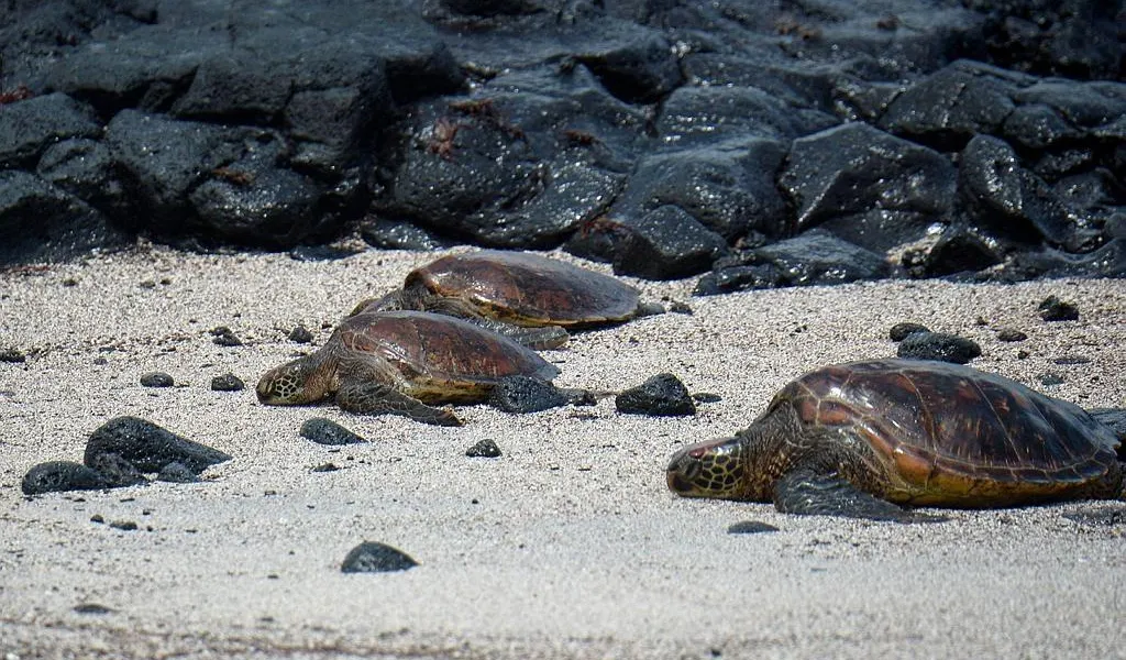 Rapport du WWF : amphibiens, poissons, oiseaux, mammifères... Le déclin ...