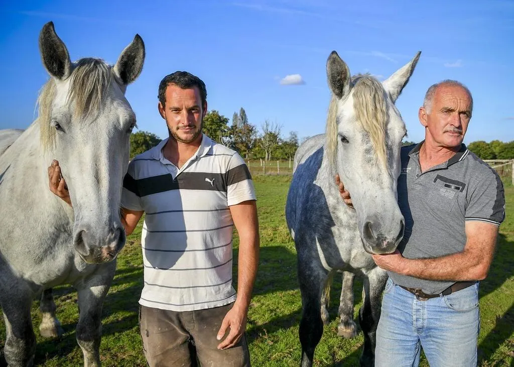 Les chevaux percherons, entre force et douceur, à découvrir ce dimanche ...