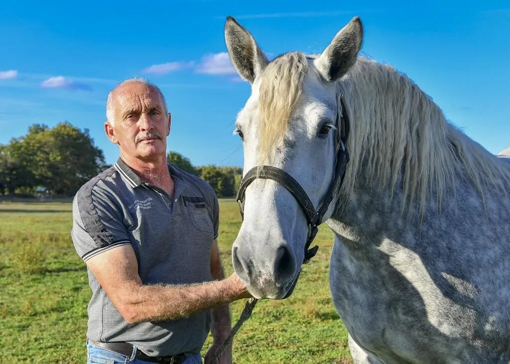 Les chevaux percherons, entre force et douceur, à découvrir ce dimanche à l’Arche de la nature ...
