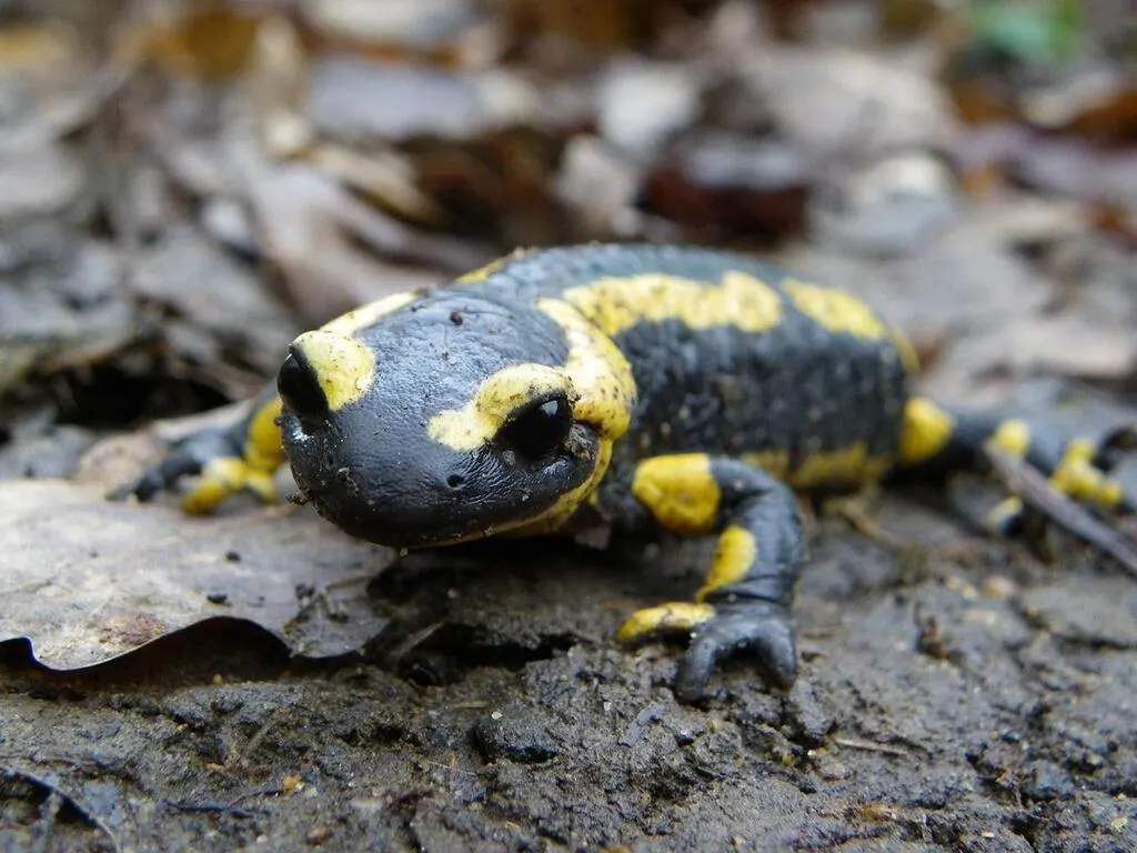 La Flèche. La salamandre vous intrigue ? Une soirée pour mieux la ...
