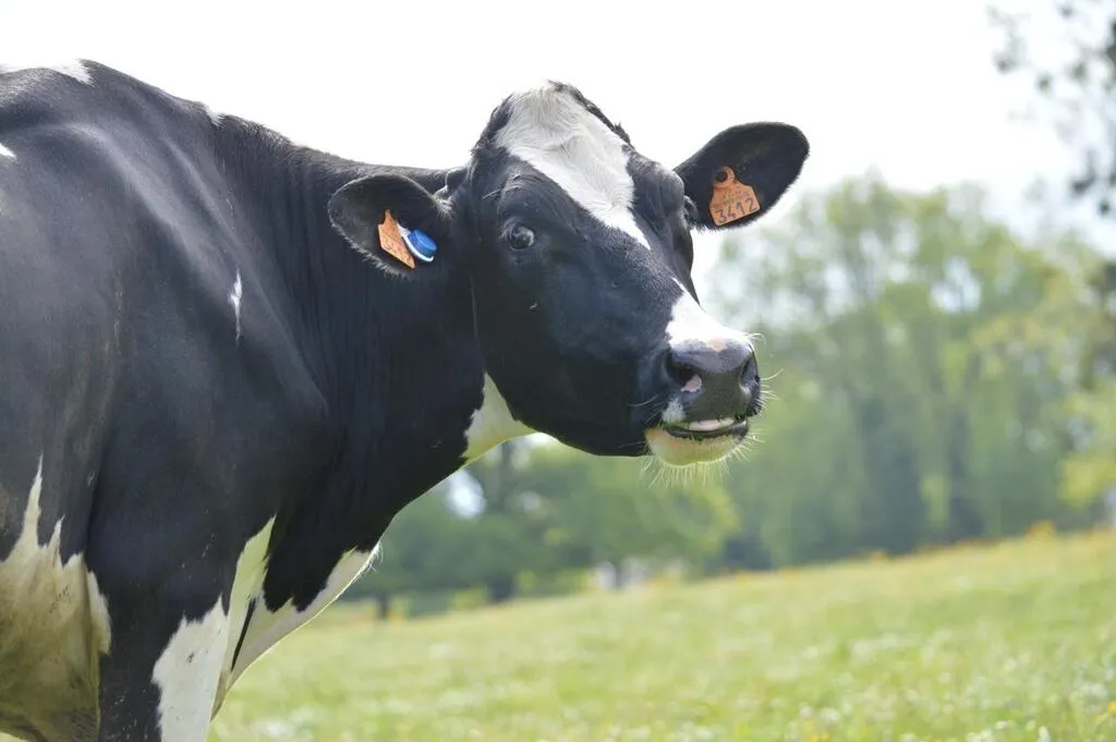 Près d’Angers. MSD Santé Animale, le laboratoire vétérinaire leader en ...