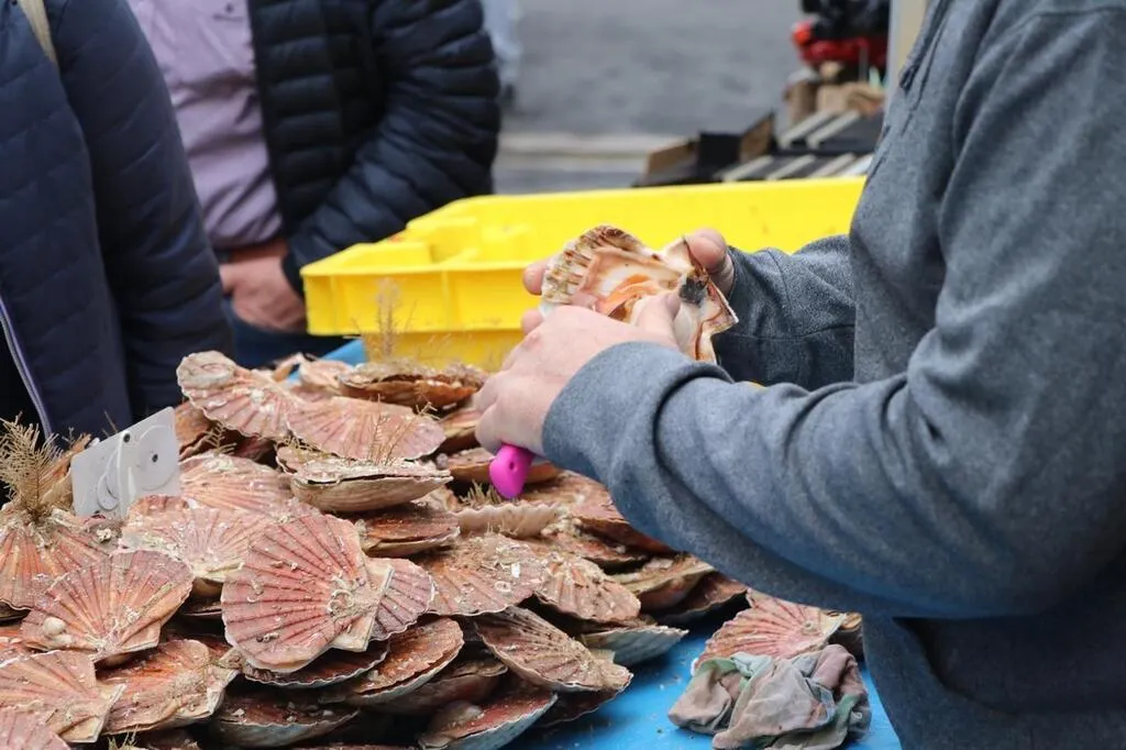 EN IMAGES. Pour faire le plein de coquilles, « on anticipe plus qu ...