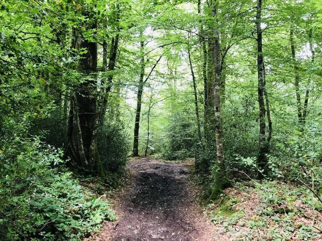 Un corps sans vie retrouvé en forêt d’Andaine dans l’Orne - Caen ...