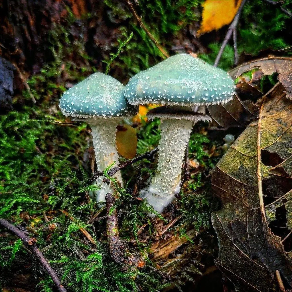 EN IMAGES. Girolles, chanterelles… Vos photos de la cueillette des ...