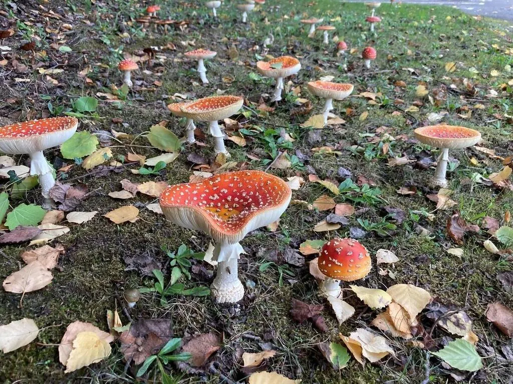 EN IMAGES. Girolles, chanterelles… Vos photos de la cueillette des champignons en Mayenne ...