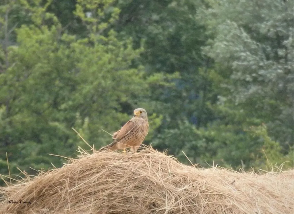 Rapaces : entre classique et plus surprenant, une belle diversité en ...
