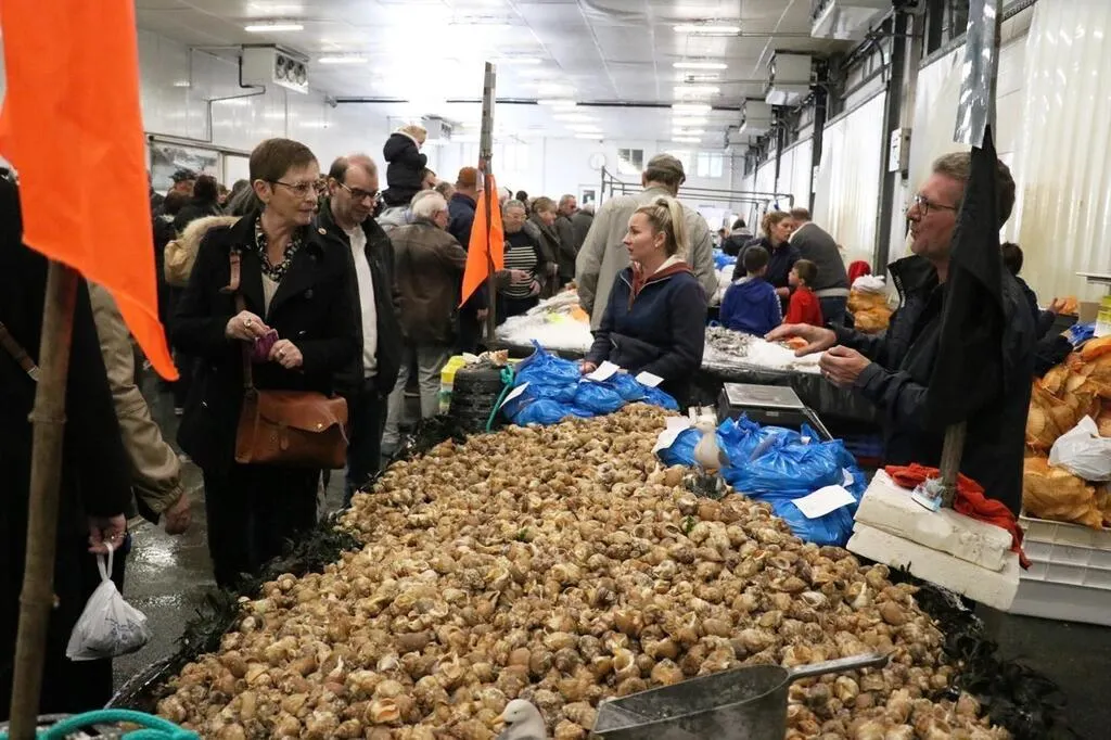 EN IMAGES. Trois bonnes raisons d’aller fêter la coquille Saint-Jacques ...