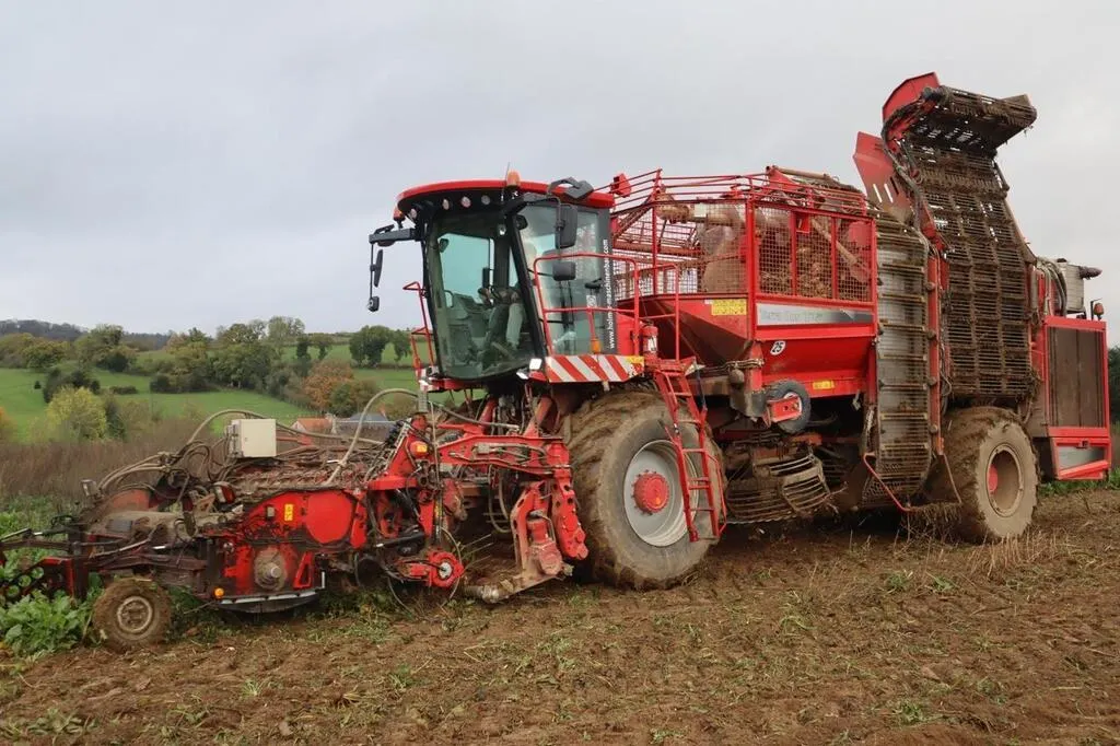 La betterave fourragère, un concentré énergétique pour les animaux à ...