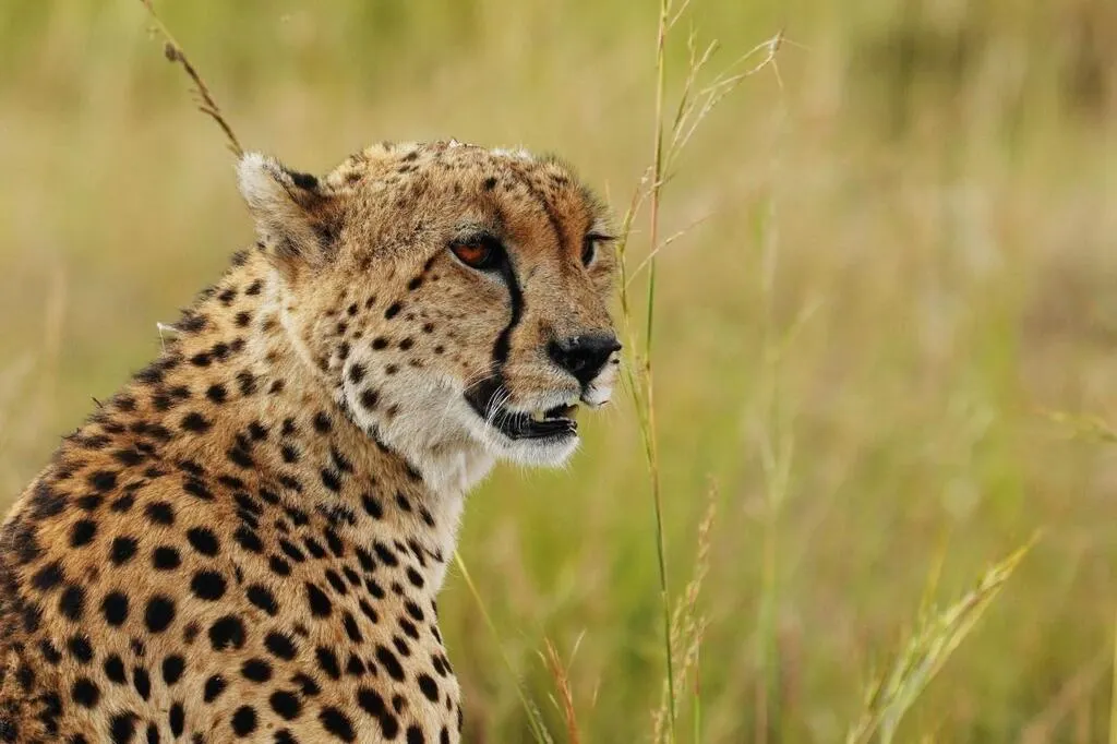 Le guépard à l’honneur aux Terres de Nataé, à Pont-Scorff - Lorient ...