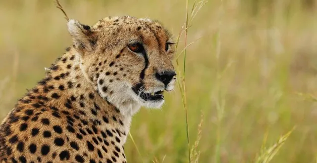 Le guépard à l’honneur aux Terres de Nataé, à Pont-Scorff - Lorient ...