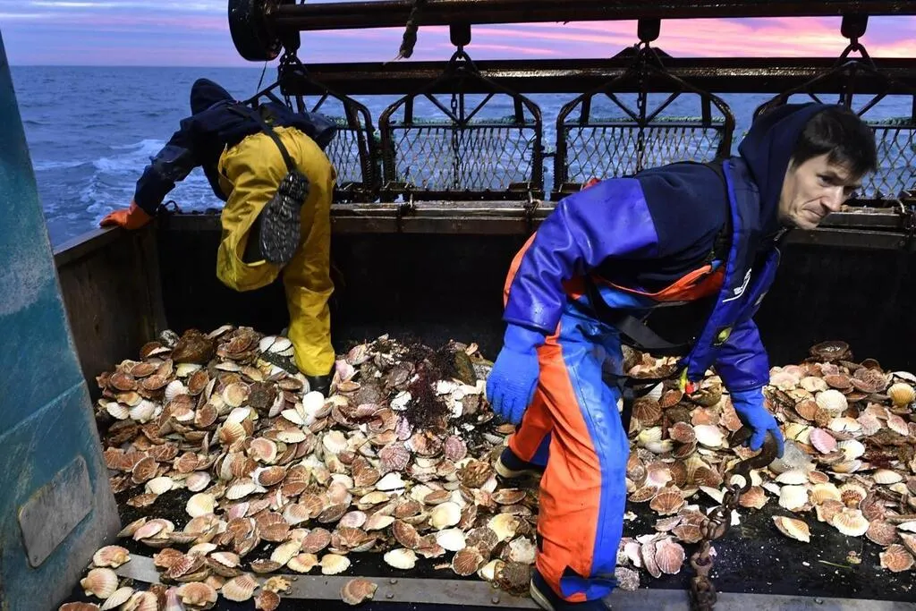 Ouverture de la pêche à la coquille à Saint-Malo : « Les Saint-Jacques ...