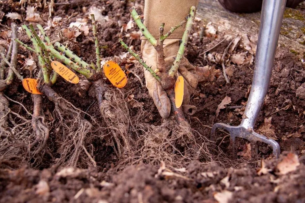 Au jardin, c’est le moment de récolter les kakis et les radis : voici ...