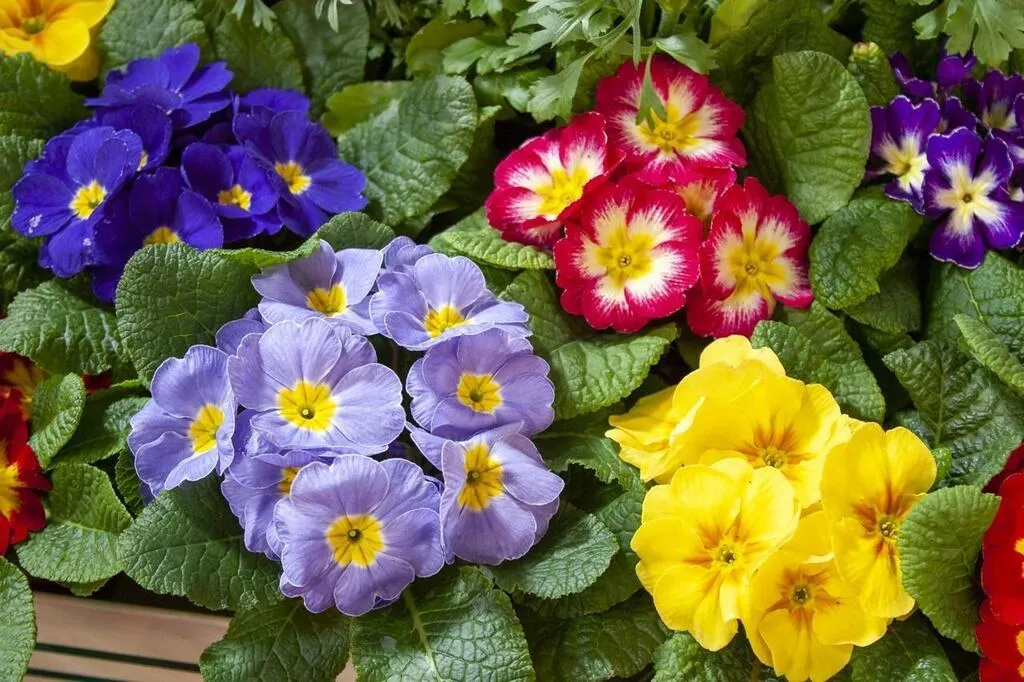 Au jardin, c’est le moment de récolter les kakis et les radis : voici ...