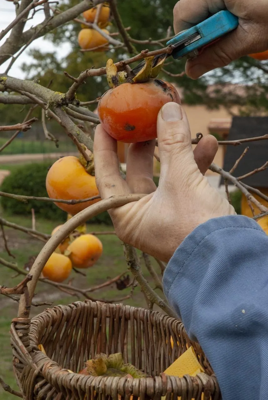 Au jardin, c’est le moment de récolter les kakis et les radis : voici ...