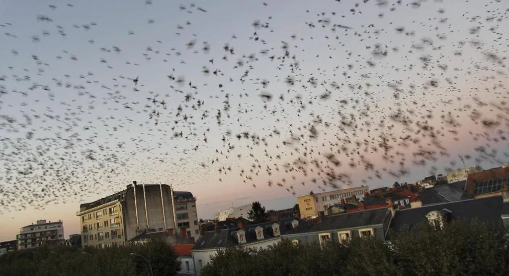 À quoi ça sert d’effrayer les étourneaux qui font étape à Saint-Nazaire ...