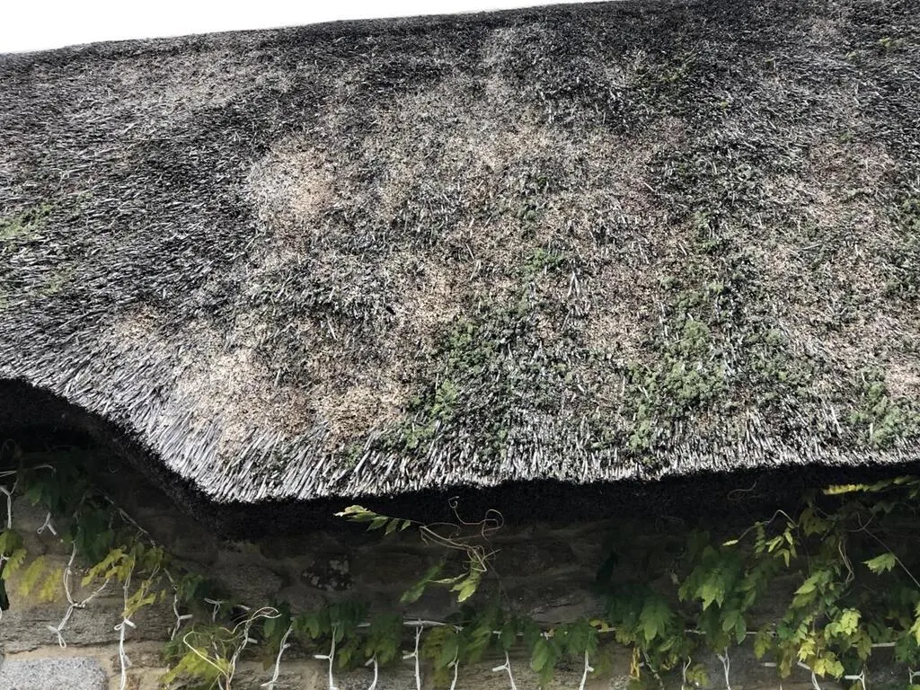 Le pourrissement du chaume met en péril l’identité du parc naturel ...