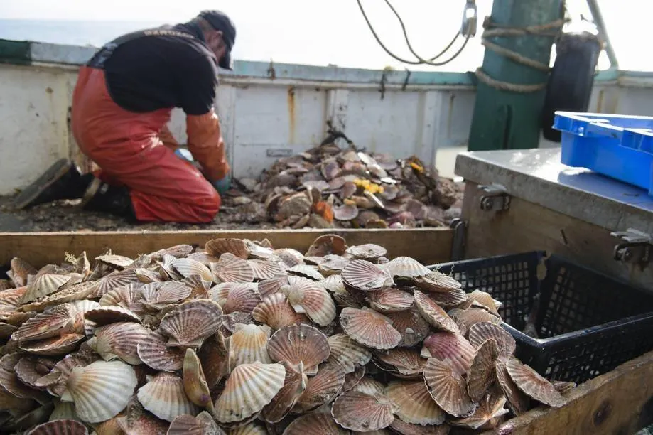 Le label « pêche durable » pour la Coquille Saint-Jacques de la baie de ...