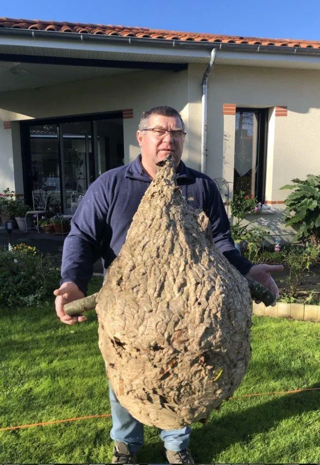 Mauges-sur-Loire. Des dizaines de nids de frelons asiatiques détruits ...
