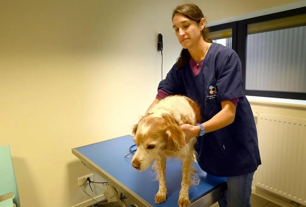 Formation. Quatre questions sur le métier de vétérinaire - Tours ...