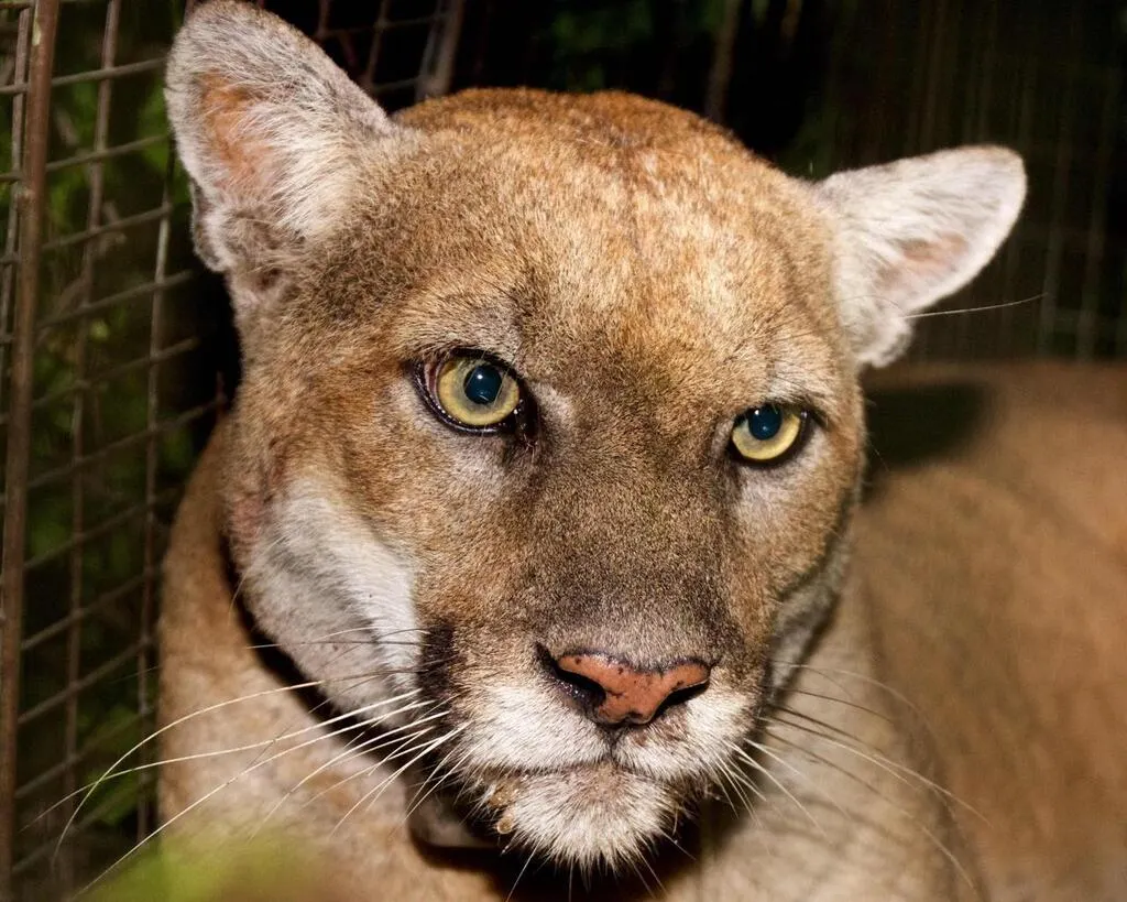 États-Unis. Le célèbre puma de Los Angeles, surnommé « chat de ...
