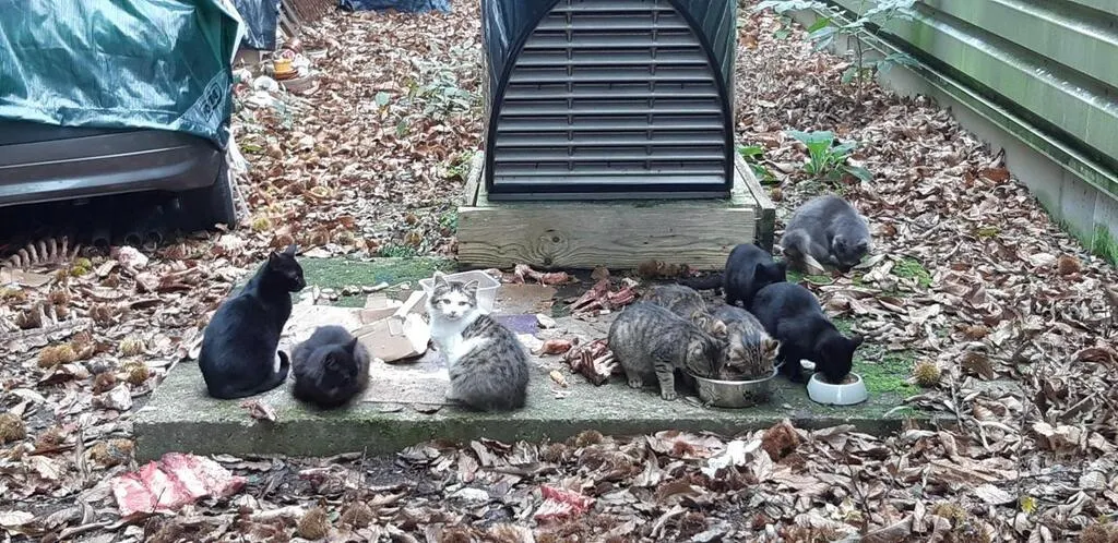 Une vaste capture de chats errants est en cours à Quimper - Quimper ...