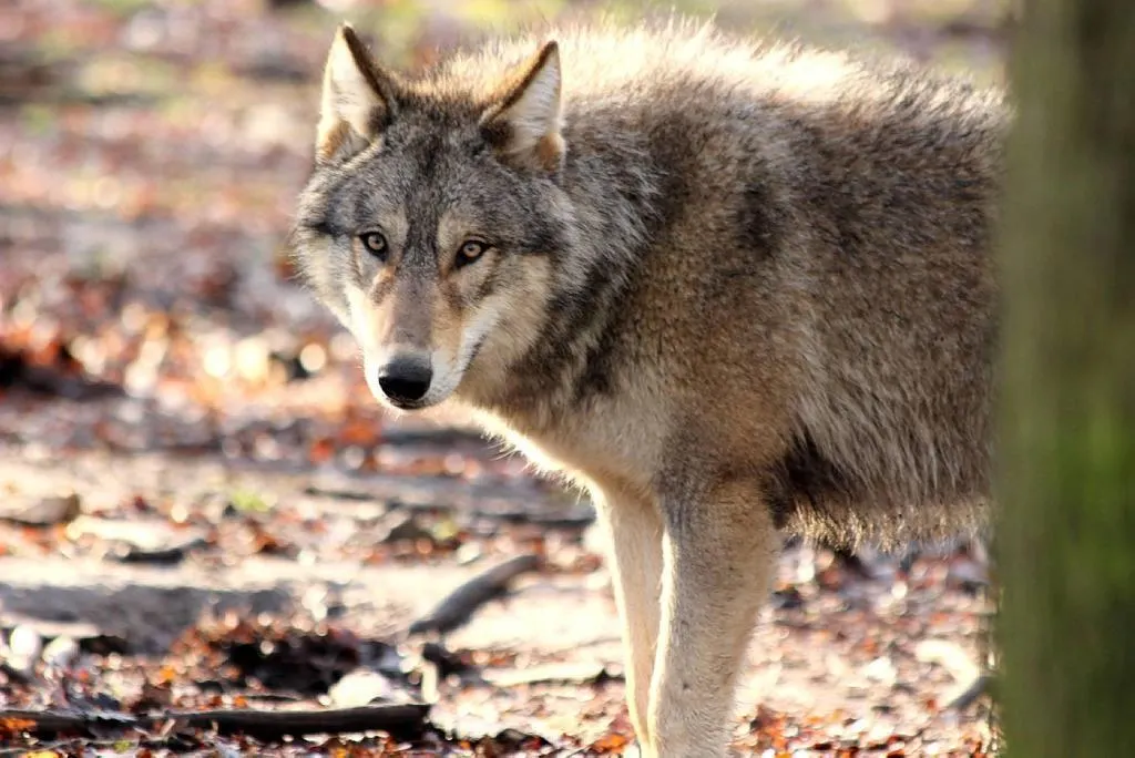 La présence d’un loup signalée dans les Côtes-d’Armor, près de Lannion ...