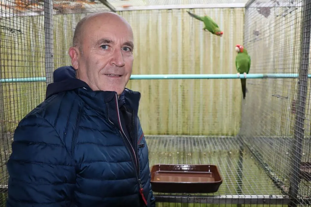 Pontivy. Jean-Luc Collin, quarante années de passion pour les perruches ...