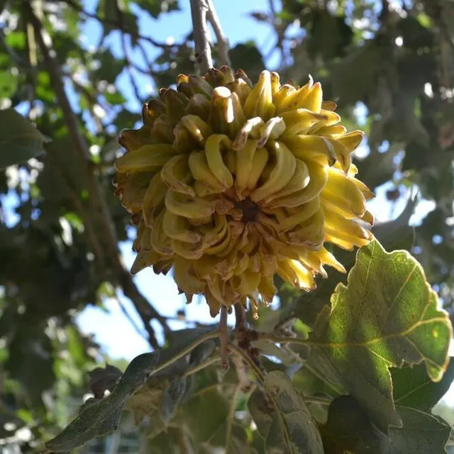 Quel chêne planter dans votre jardin ? Cinq variétés adaptées à vos ...