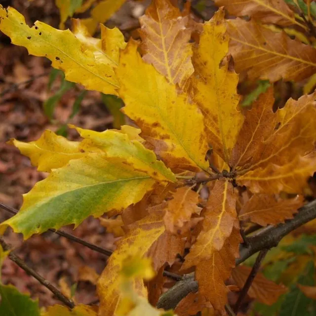 Quel chêne planter dans votre jardin ? Cinq variétés adaptées à vos ...