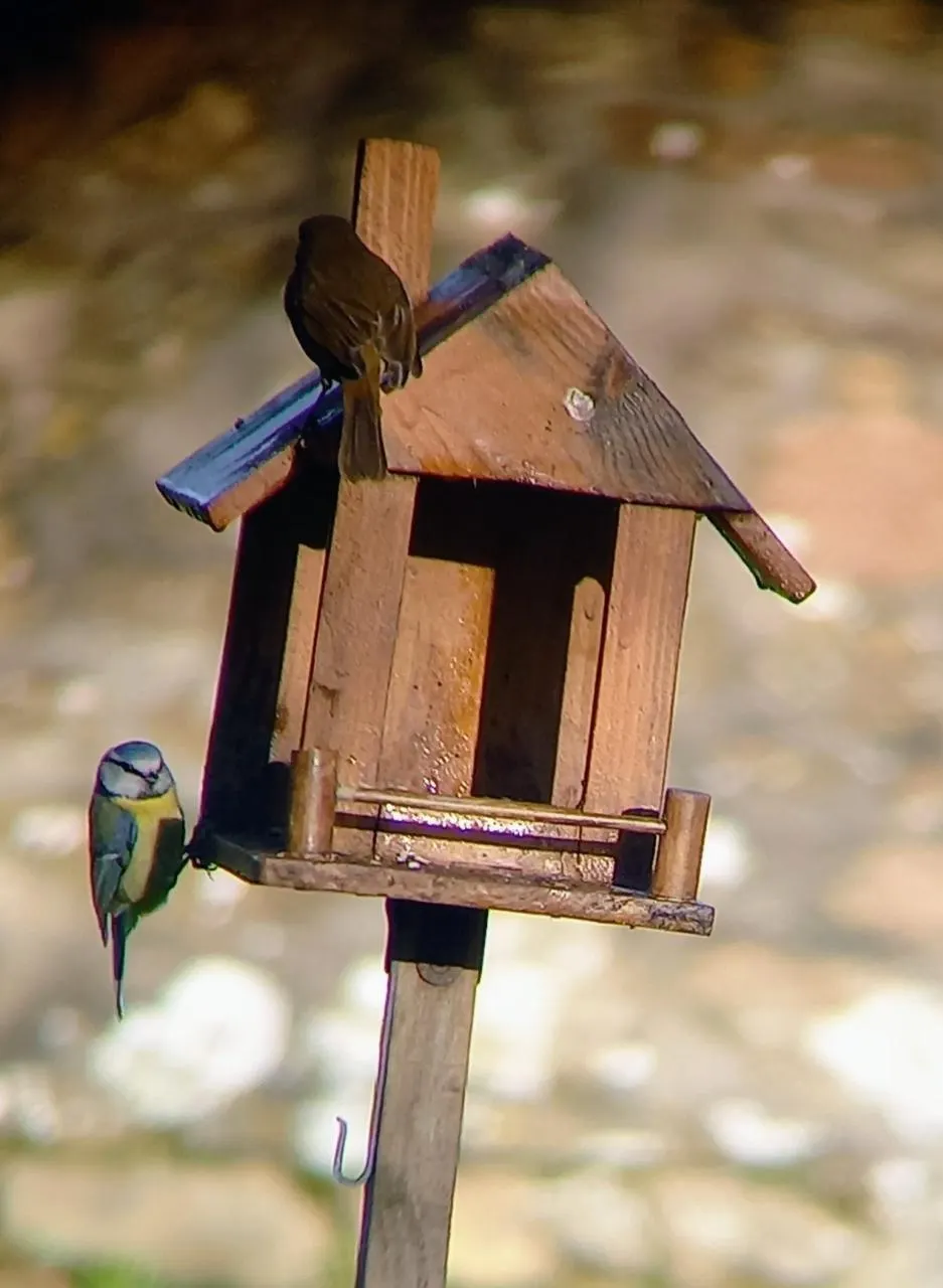 Saint-Sauveur-Villages. Une mangeoire pour observer les oiseaux ...