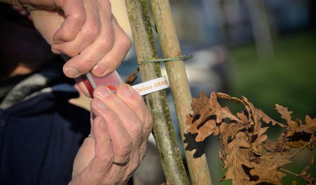 Dans cette commune près de Caen, les enfants qui naissent ont un arbre ... Dans cette commune près de Caen, les enfants qui naissent ont un arbre ...