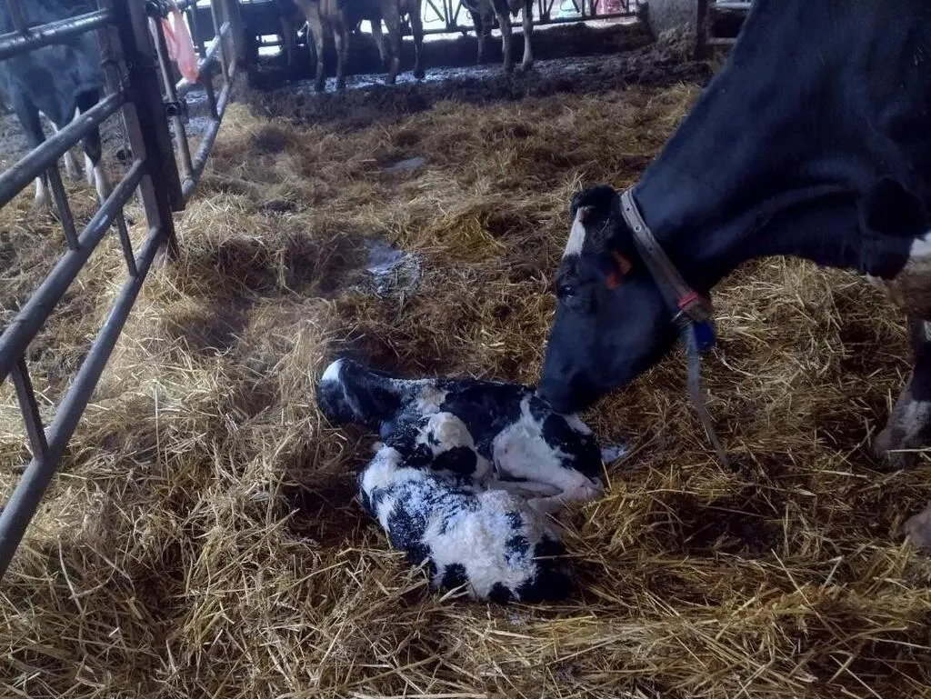 En Mayenne, une vache donne naissance à des triplés : l’agriculteur va garder les trois veaux ...