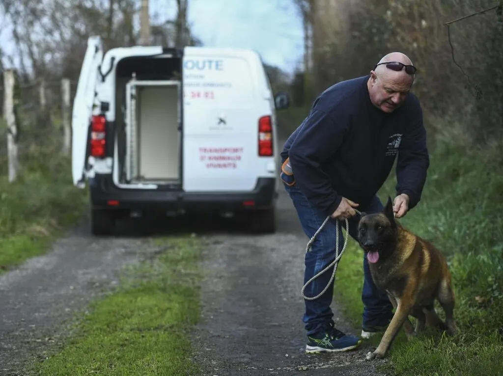 « Tous les refuges sont pleins » : pourquoi les chiens errants sont de ...